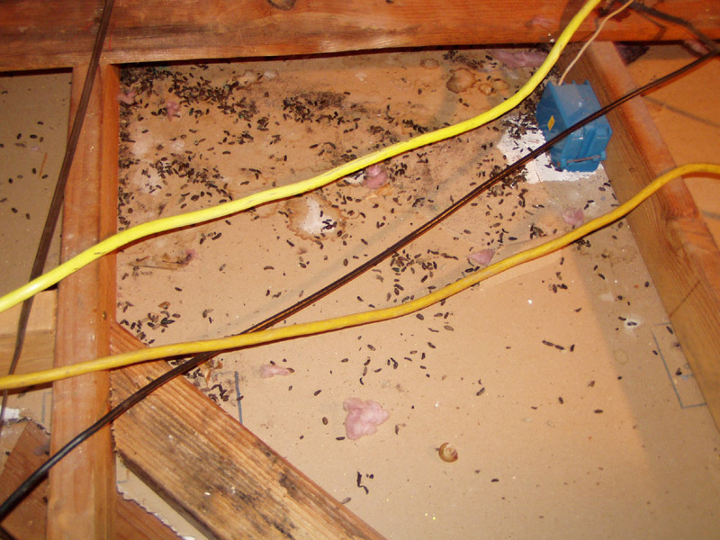 Abolish pest Control - Rat proofing, cleanup, trapping, and Control